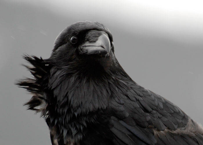 My-Guy-Raven-photo-by-Sharon-Grainger